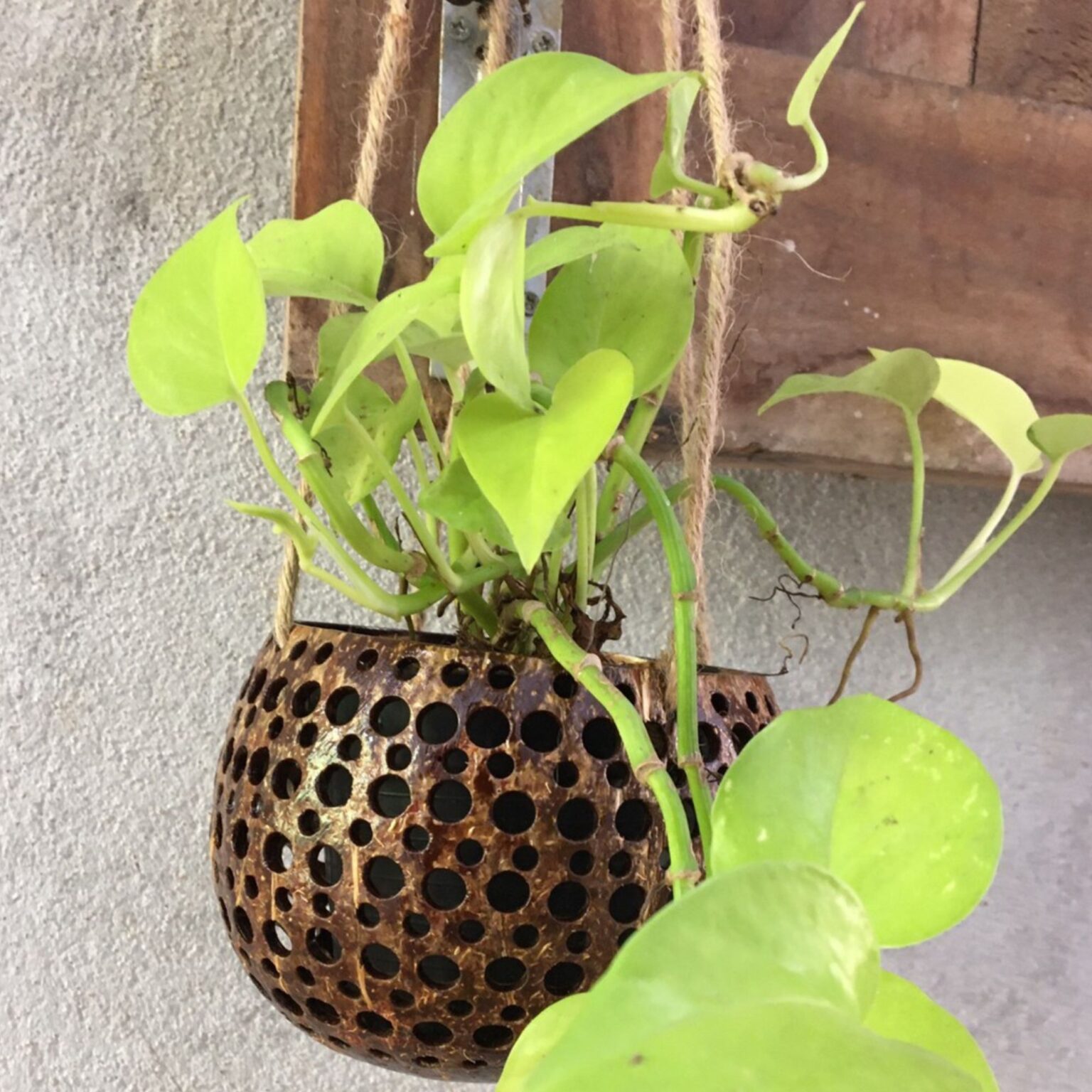 Set Ocean puffer fish shape planter pots, flower pots, hanging pots ...